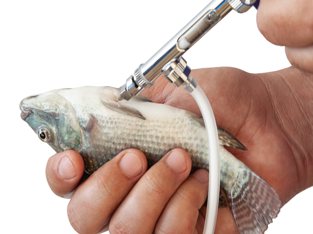 Autogenous vaccines: customizing health management in tilapia culture ...